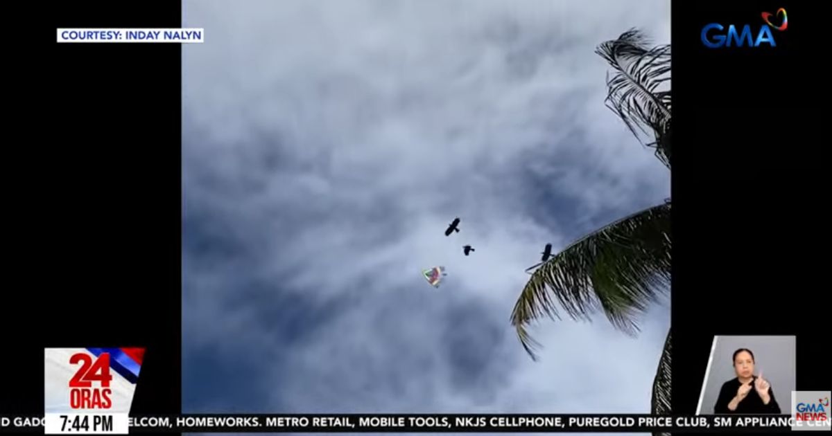 Crows attack kite flying over beach in Davao Oriental | GMA News Online