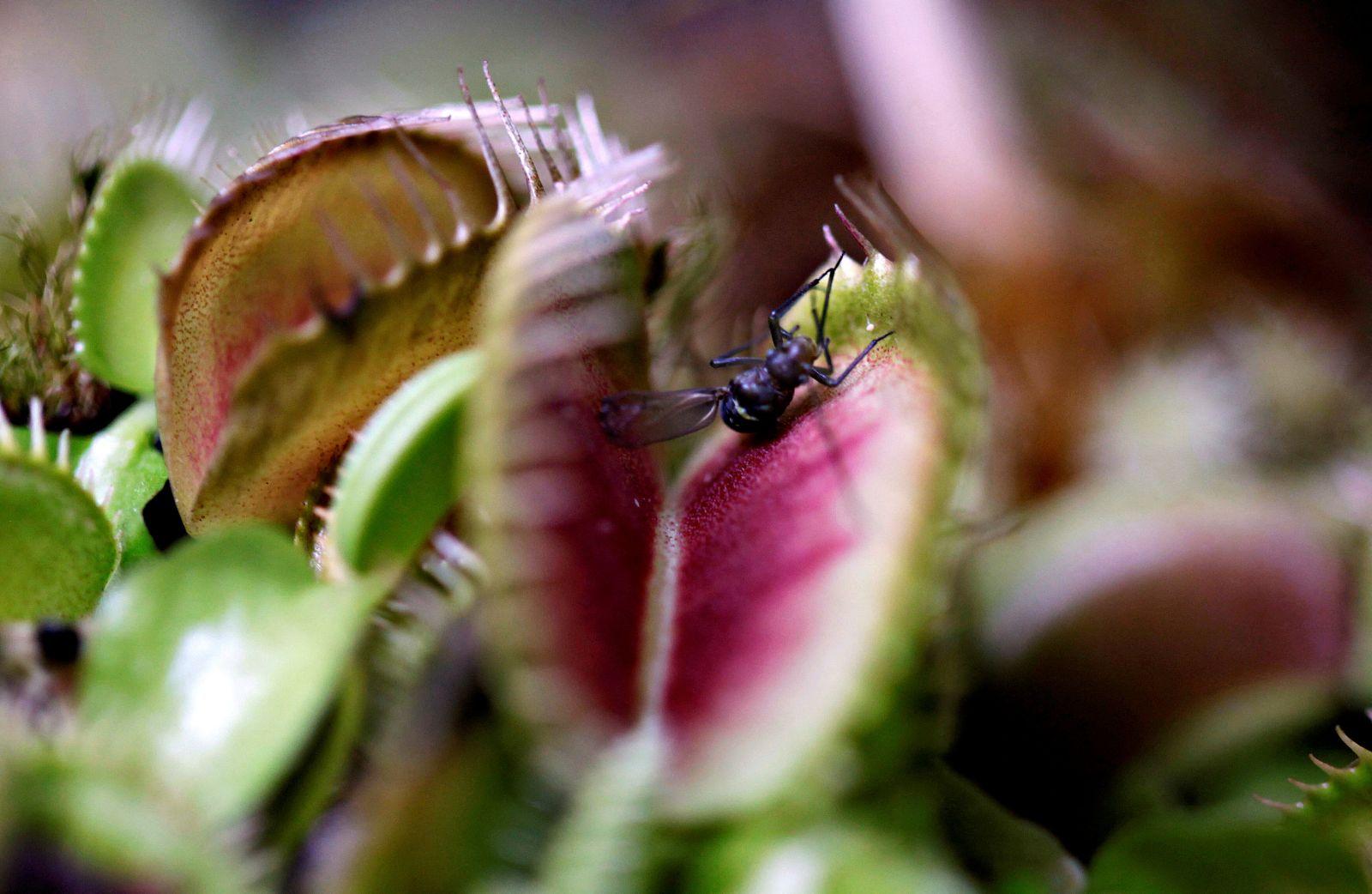 Scientists unlock the secret behind the Venus flytrap's snap | GMA News ...